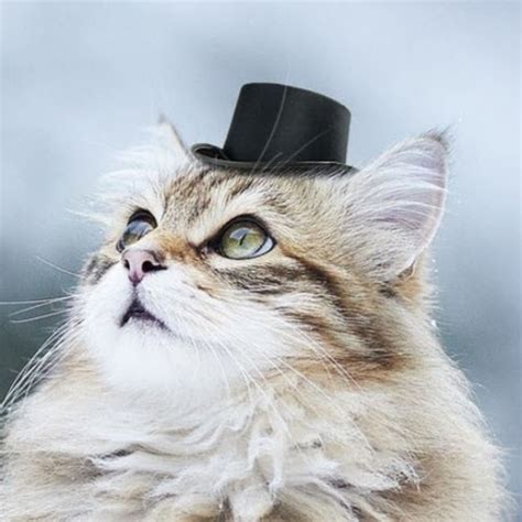 Stream Sir Kitty D Fluffy Music Listen To Songs Albums Playlists