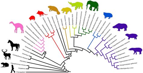 evolution tree mammals