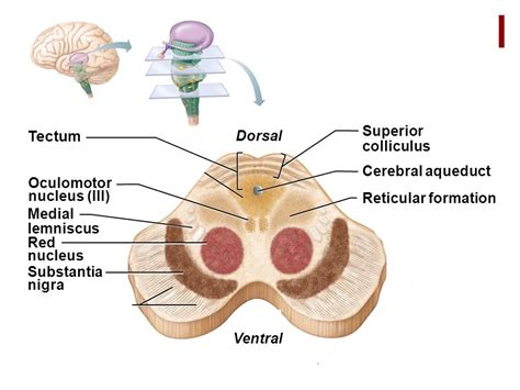 Tegmentum Brain For Ai Wiki Fandom