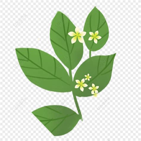 Botanical Leaf Shapes Flowers Leaf Leaf Plant Flower Leaf Png