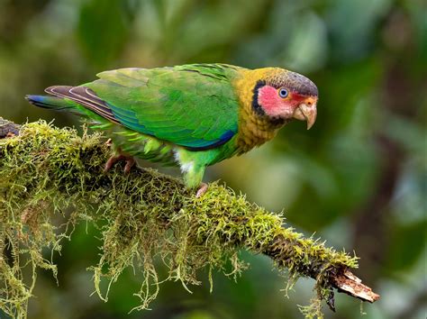 Rose Faced Parrot Birds Of Colombia