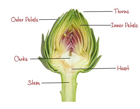 Food Of The Month Artichokes Total Health And Fitness