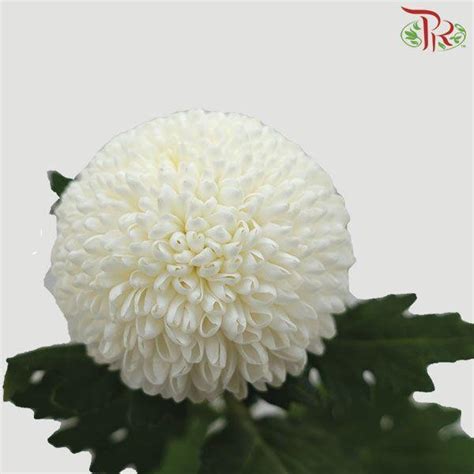 Chrysanthemum Ping Pong White 12 Stems Pudu Ria Florist