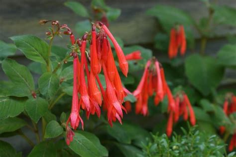 Fuchsia Thalia Fuchsia Triphylla Thalia Plant Lust