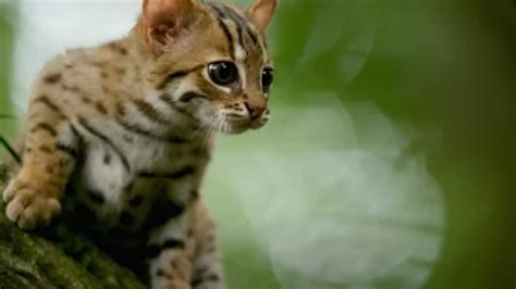 Smallest House Cat In The World