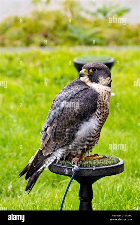 The Peregrine Falcon A Fast Flying Bird Of Prey Feeds Mainly On