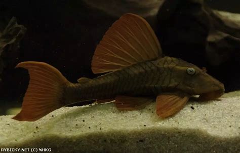 Hypostomus Sp L137 Hypostomus Soniae