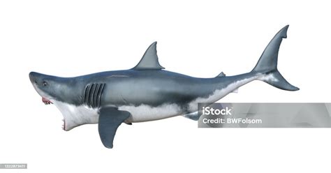 흰색 배경 측면 보기에서 격리 된 먹이 모드에서 열린 턱이있는 큰 흰색 상어의 그림 백상아리에 대한 스톡 사진 및 기타 이미지
