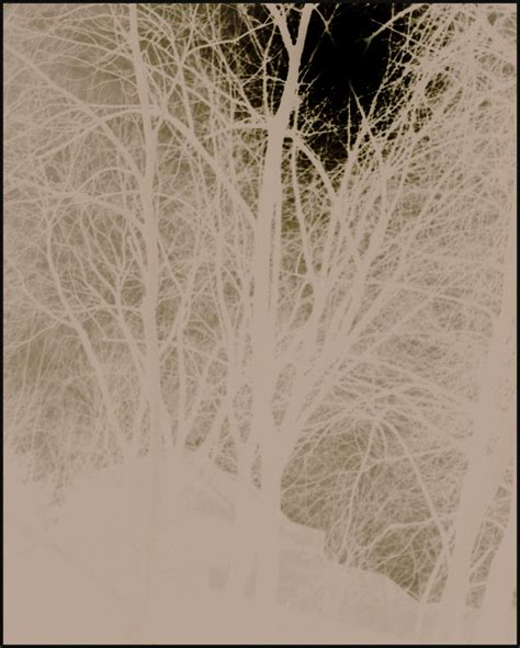 Negative Forest By Nmatychuk On Deviantart