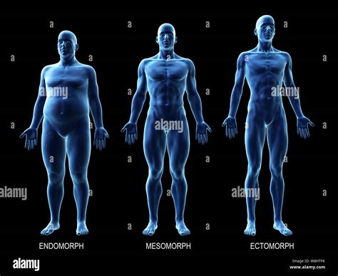 Cineálacha Comhlacht Ectomorph Mesomorph Endomorph Frontiers 3d
