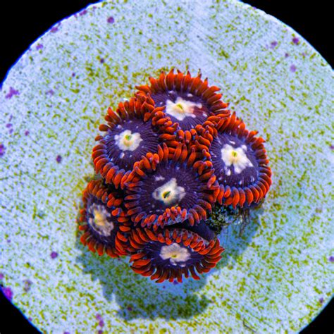 Zoanthids For Sale Tidal Gardens