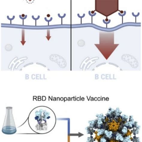 Overview Of Self Assembled Nanoparticle To Mimic Sars Cov 2 Infection