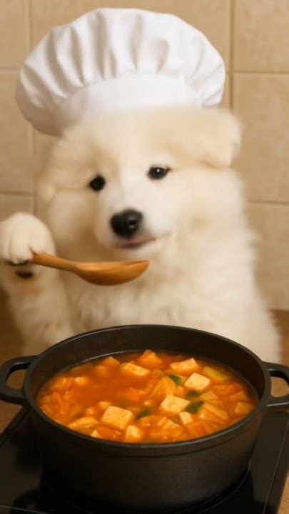 사모예드먹방 Youtube