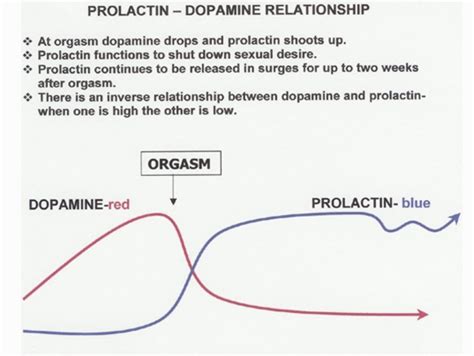 Does Dopamine Drop After Male Orgasm Sale Online Lasebfaeufmgbr