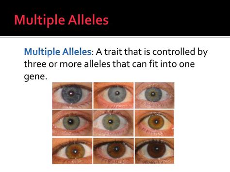 Ppt Unit 7 Genetics Powerpoint Presentation Free Download Id2691385