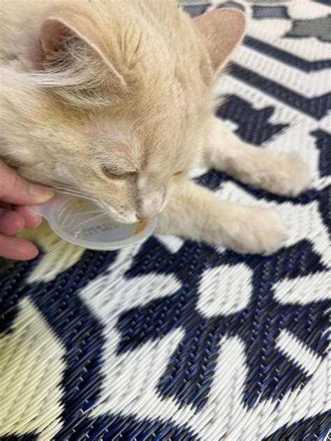 Temptations Lickable Spoons Variety Pack Lickable Cat Treat 24 Count 24 Count Bundle Of 2