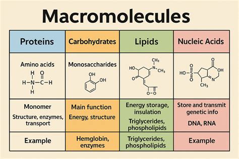 Macromolecules Made Simple Proteins Carbs Lipids And Nucleic Acids