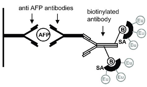 Principle Of The α Fetoprotein Assay Afp B Biotin Sa