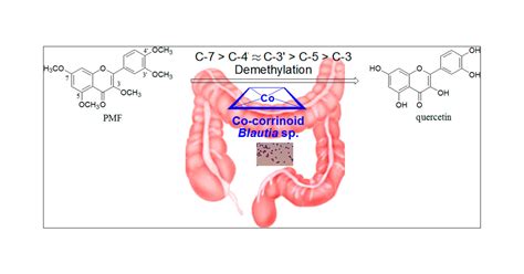 Demethylation Of Polymethoxyflavones By Human Gut Bacterium Blautia Sp