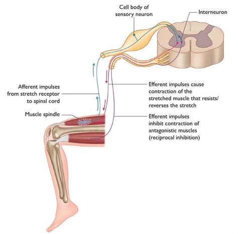 Why Use Muscle Testing In Functional Neurology