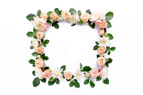 분홍색 장미 녹색 잎 유칼립투스 가지 흰색 배경에 꽃 무늬로 만든 프레임 플랫 레이 상단 보기 발렌타인 데이의 배경 0명에 대한 스톡 사진 및 기타 이미지 Istock