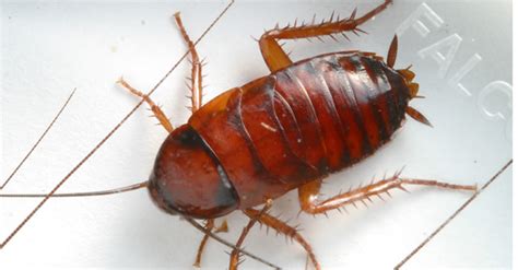 Cockroach Nymph
