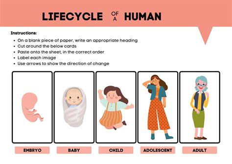 Life Of Human Reproduction