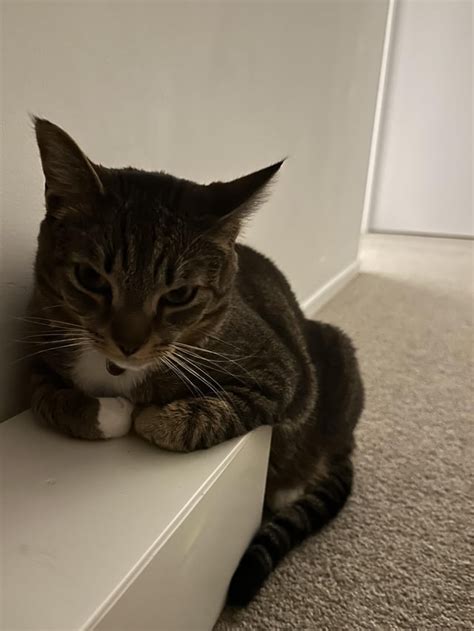 Standard Plotting Rstandardissuecat