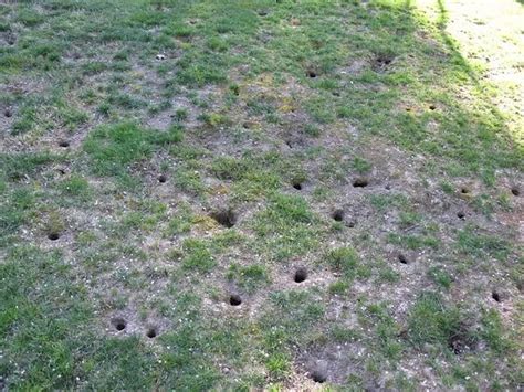How To Fill Vole Holes How To Get Rid Of Voles In Your Yard Gkxs
