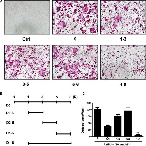 Astilbin Suppresses Rankl‐induced Osteoclastogenesis In The Early