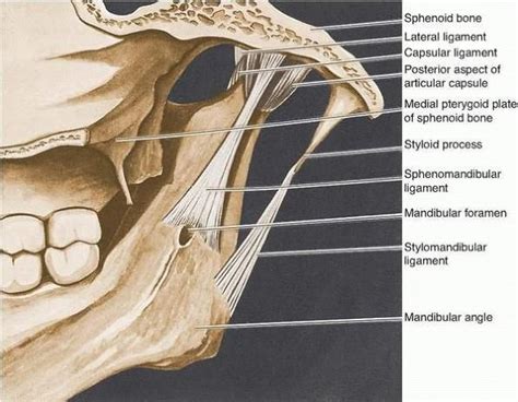Tongue Ligament