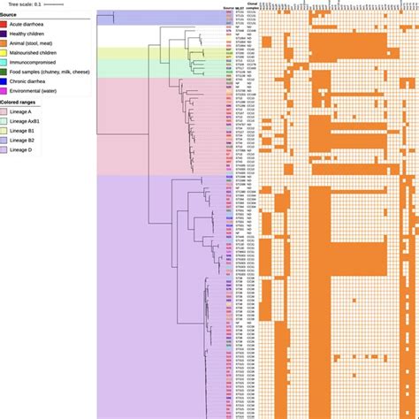Whole Genome Snp Tree For 110 Eaec Isolates From Various Sources