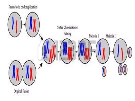 Cell And Functions Ppt