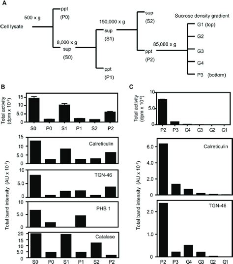 Acyltransferase Activity Is Enriched In Download Scientific Diagram