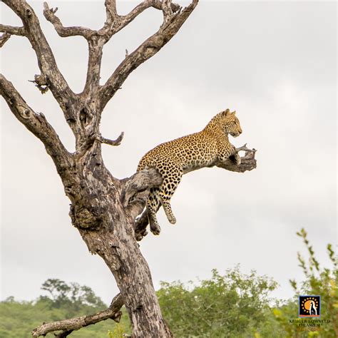 Airlink Store Your Boarding Pass On Your Phone By Facebook