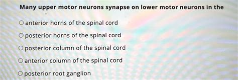 Many Upper Motor Neurons Synapse On Lower Motor Neurons In The O Anterior Horns Of The Spinal