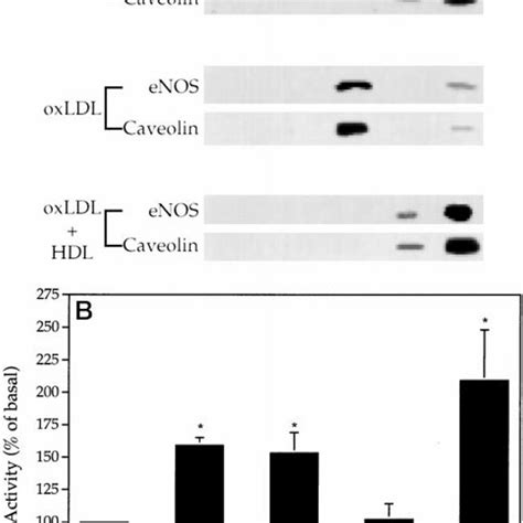 Hdl Restores The Localization And Activation Of Enos In Caveolae A