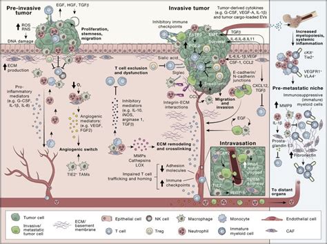 Tumor Micro Environment And Cancer Management Dr Gautam Bhardwaj