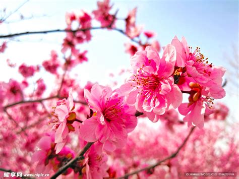 花摄影图 自然风景 自然景观 摄影图库 昵图网