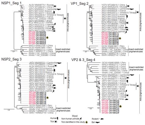phylogentic analyses of jmtv complete coding sequences the maximum