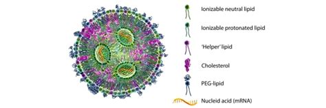Get The Right Lipid Nanoparticle Formulation For Stability