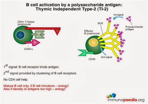胸腺依賴抗原與胸腺非依賴抗原thymus Dependent Antigen And Thymus Independent Antigen