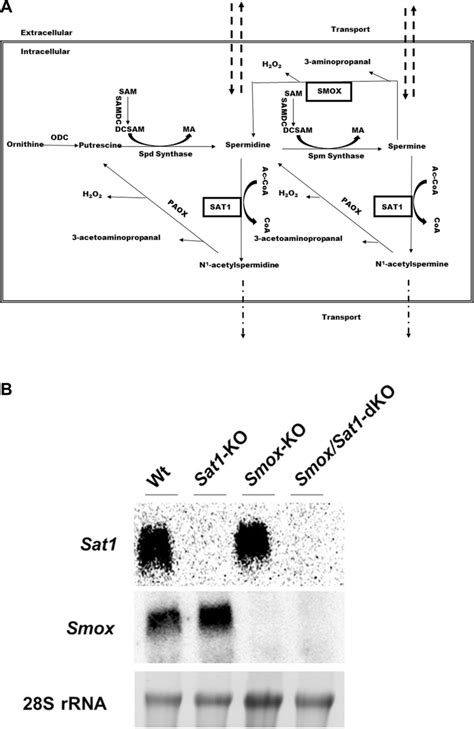 Polyamine Pathway And Confirmation Of Loss Of Smox And Sat1 Expression