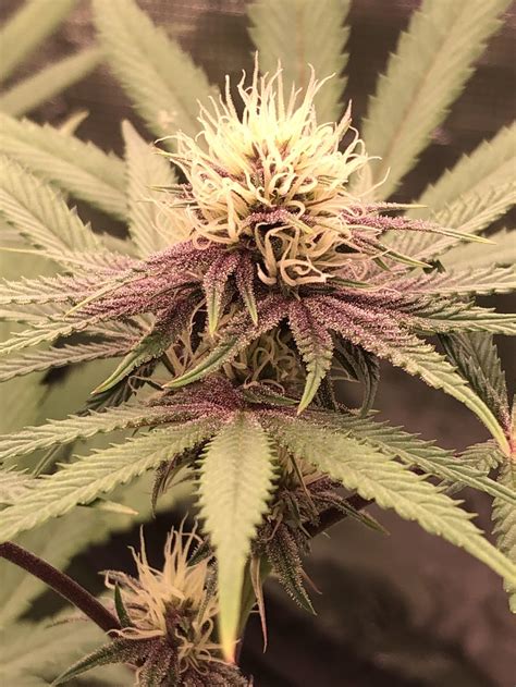 Raspberry Pie Ice Pie X Raspberry Boogie From Moscatiki Madman Day