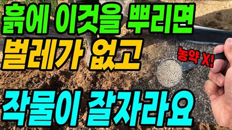 흙에 이것을 뿌리면 벌레가 없고 작물이 튼튼하게 잘자라서 대박납니다 Youtube