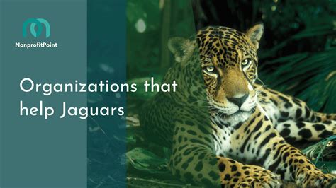 10 Best Tree Planting Organizations And Charities In 2022 Nonprofit Point