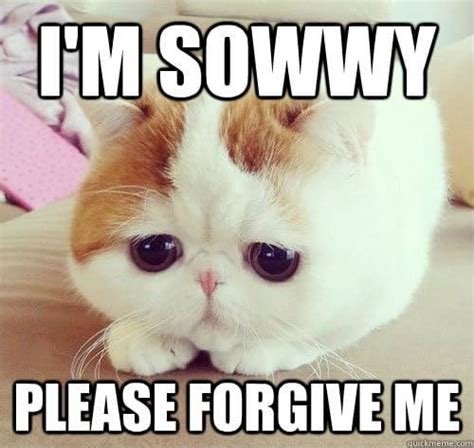 40 Adorable Im Sorry Memes People Wont Be Able To Resist