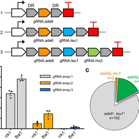 pdf crispr cas12a system in fission yeast for multiplex genomic