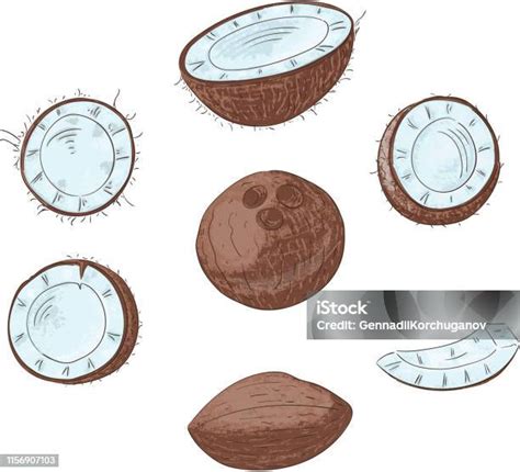 코코넛 전체와 반쪽 손으로 그린 컬러 일러스트 세트로 잘라 과일에 대한 스톡 벡터 아트 및 기타 이미지 과일 금이 간 껍질 Istock