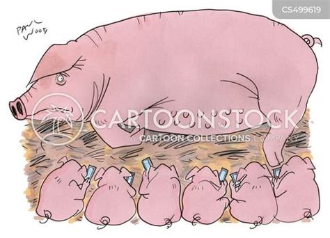 Sow Cartoons And Comics Funny Pictures From Cartoonstock